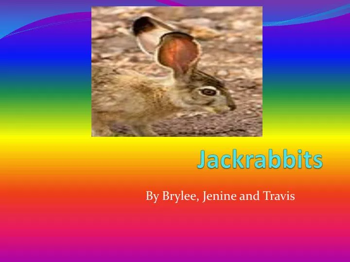 PPT - Jackrabbits PowerPoint Presentation, free download - ID:2086658