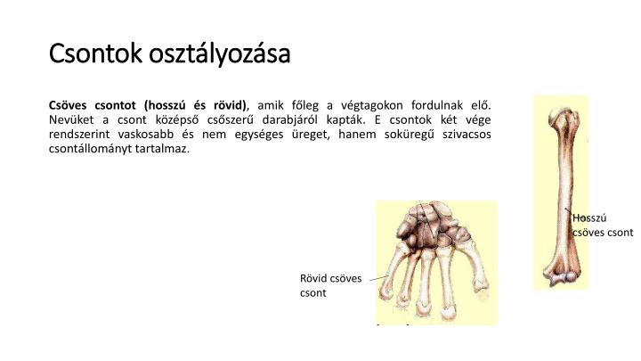 PPT - Biomechanik a PowerPoint Presentation - ID:2086772
