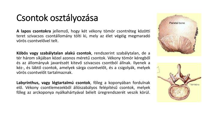 PPT - Biomechanik a PowerPoint Presentation - ID:2086772