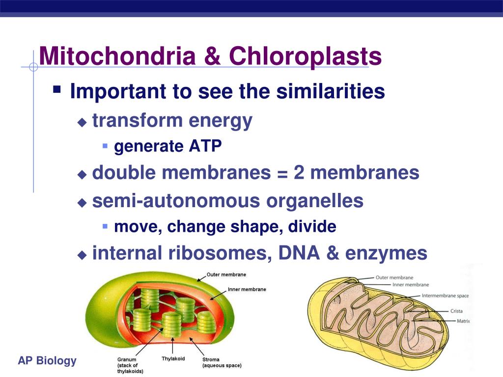PPT - Chapter 4. The Cell: Mitochondria & Chloroplasts PowerPoint ... PPT - Chapter 4. The Cell: Mitochondria & Chloroplasts PowerPoint ...