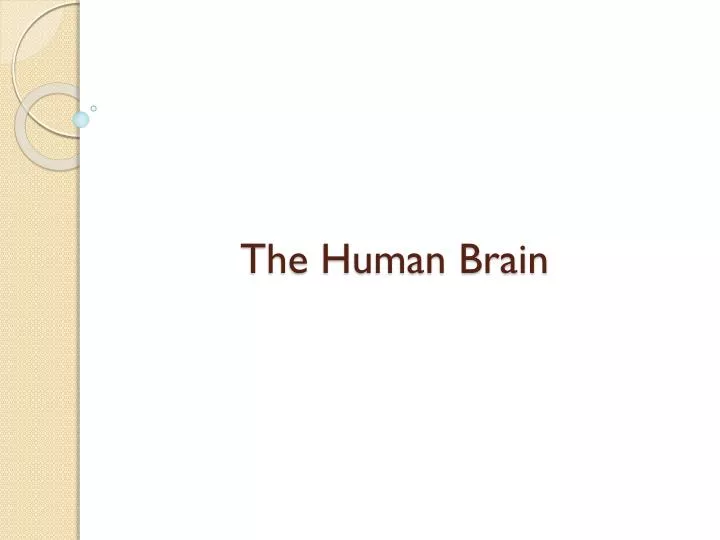 PPT - The Human Brain PowerPoint Presentation, free download - ID:2086966