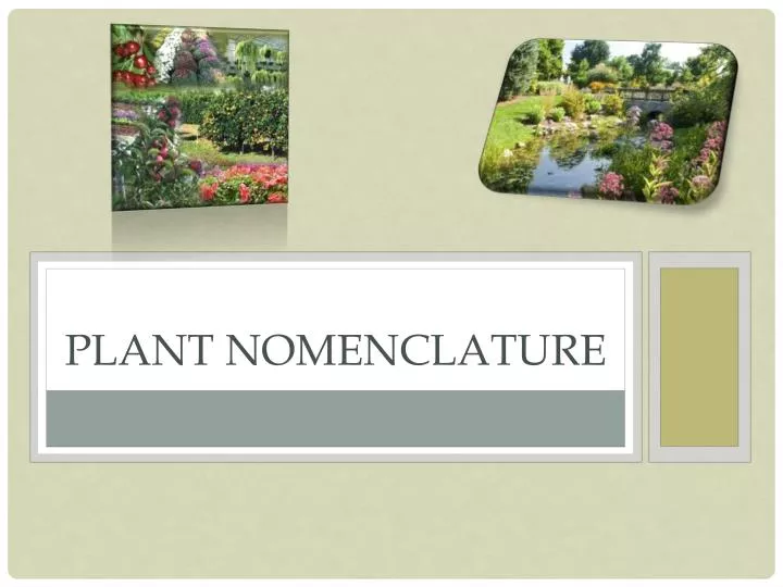 PPT - Plant Nomenclature PowerPoint Presentation, free download - ID ...