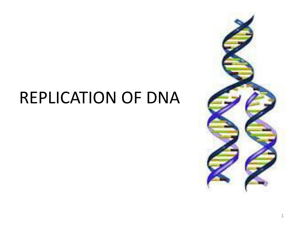 Ppt Replication Of Dna Powerpoint Presentation Free Download Id