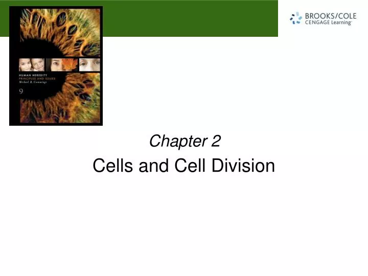 PPT - Cells and Cell Division PowerPoint Presentation, free download ...