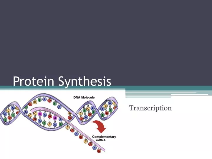 PPT - Protein Synthesis PowerPoint Presentation, free download - ID:2087151