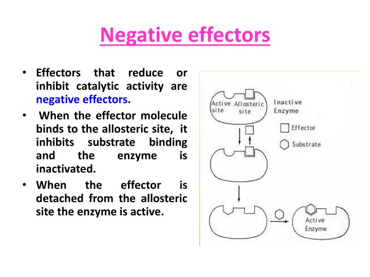 PPT - Inhibition of enzyme activity PowerPoint Presentation - ID:2087152
