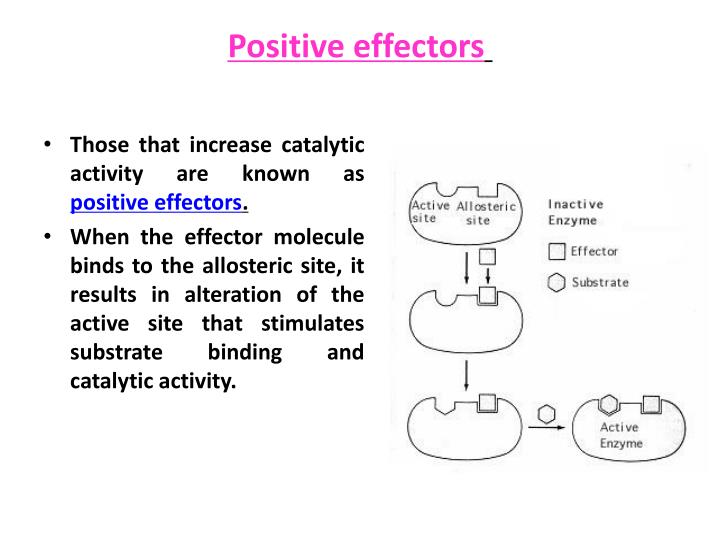 PPT - Inhibition of enzyme activity PowerPoint Presentation - ID:2087152