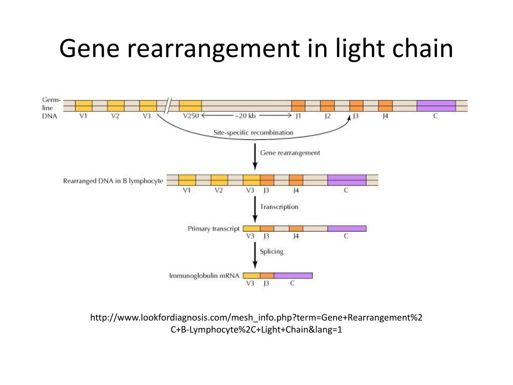 PPT - Immunoglobulin Gene Rearrangement PowerPoint Presentation, free ... PPT - Immunoglobulin Gene Rearrangement PowerPoint Presentation, free ...