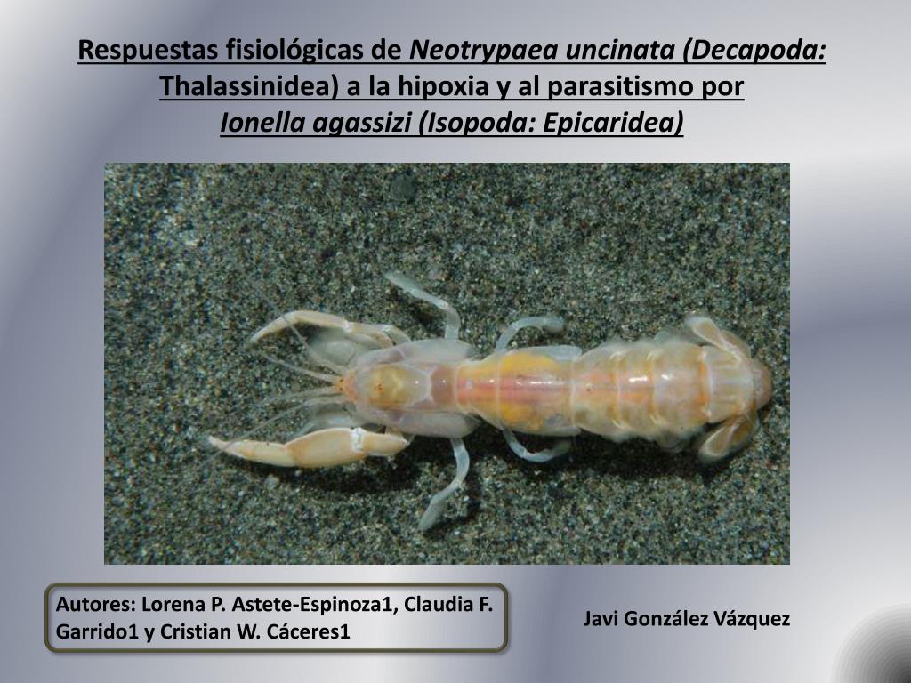 PPT - Respuestas fisiológicas de Neotrypaea uncinata ( Decapoda ...