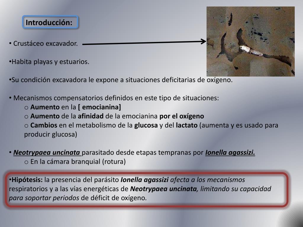 PPT - Respuestas fisiológicas de Neotrypaea uncinata ( Decapoda ...