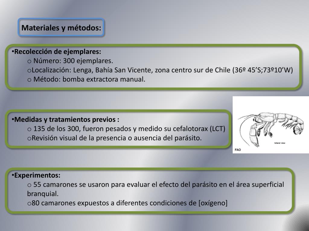 PPT - Respuestas fisiológicas de Neotrypaea uncinata ( Decapoda ...