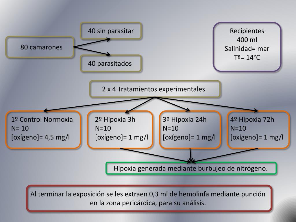 PPT - Respuestas fisiológicas de Neotrypaea uncinata ( Decapoda ...