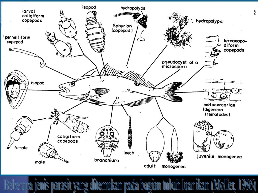 PPT - MANAJEMEN HAMA DAN PENYAKIT IKAN “ Dasar-Dasar Budidaya Ikan ...