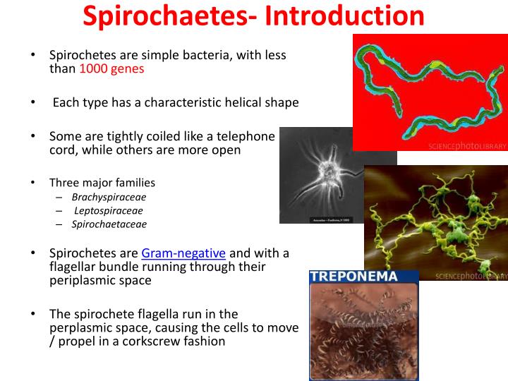 PPT - Spirochaetes PowerPoint Presentation - ID:2087693