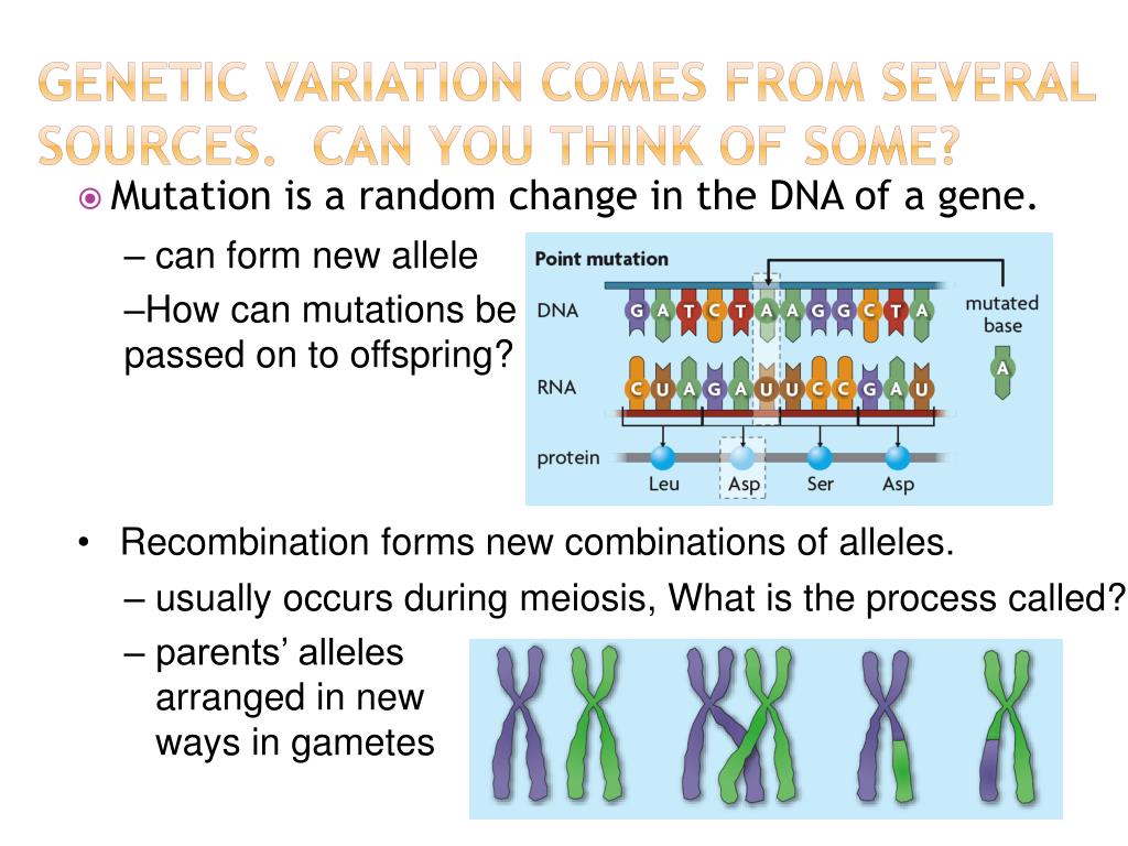 Genetic Variation Definition Examples And Sources Genetic Variation Definition Examples And Sources