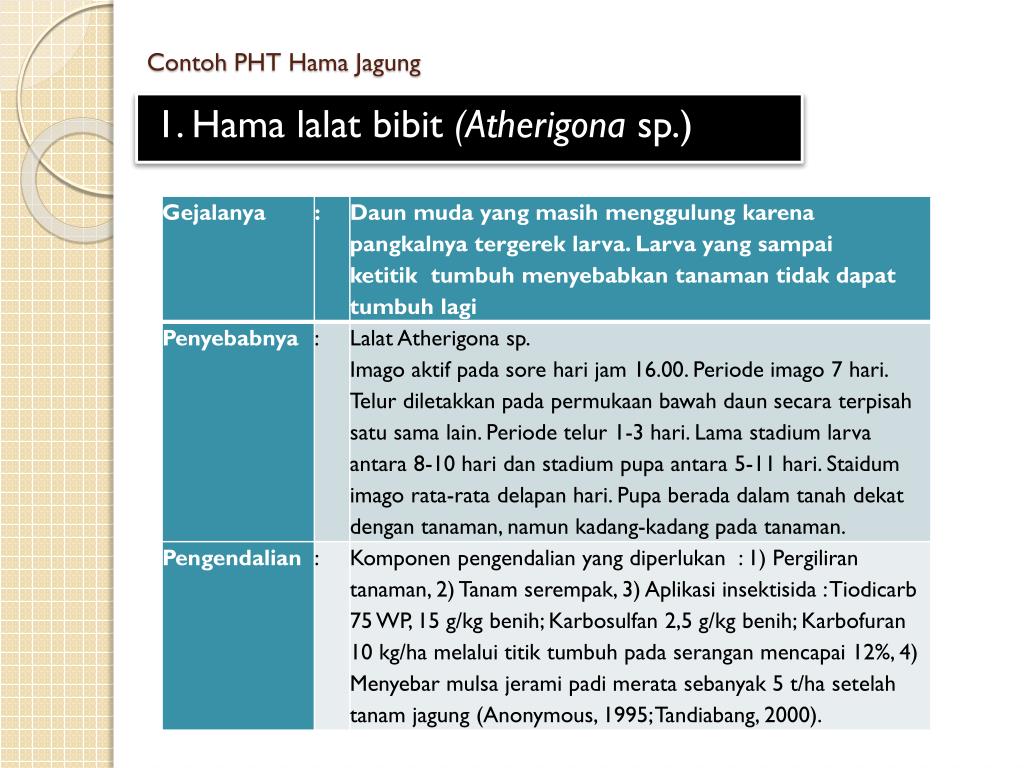 PPT - Pengendalian Hama Terpadu (PHT) pada Jagung PowerPoint ...