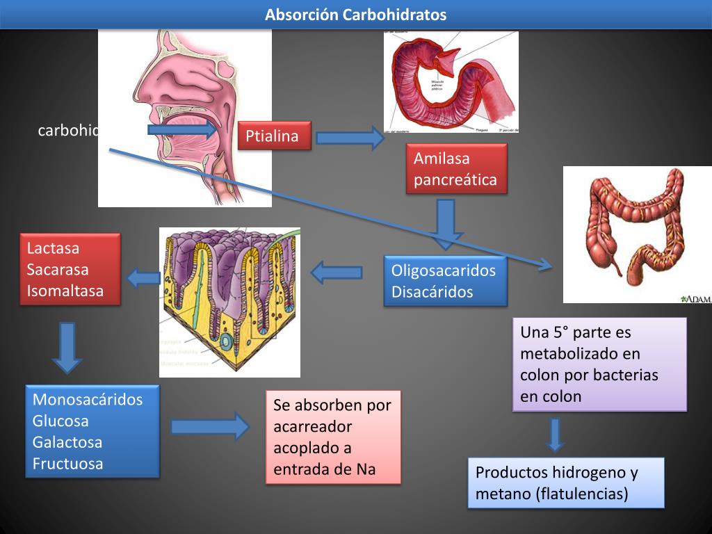 PPT - SÍNDROME DE ABSORCIÓN INTESTINAL DEFICIENTE (SAID) PowerPoint ...