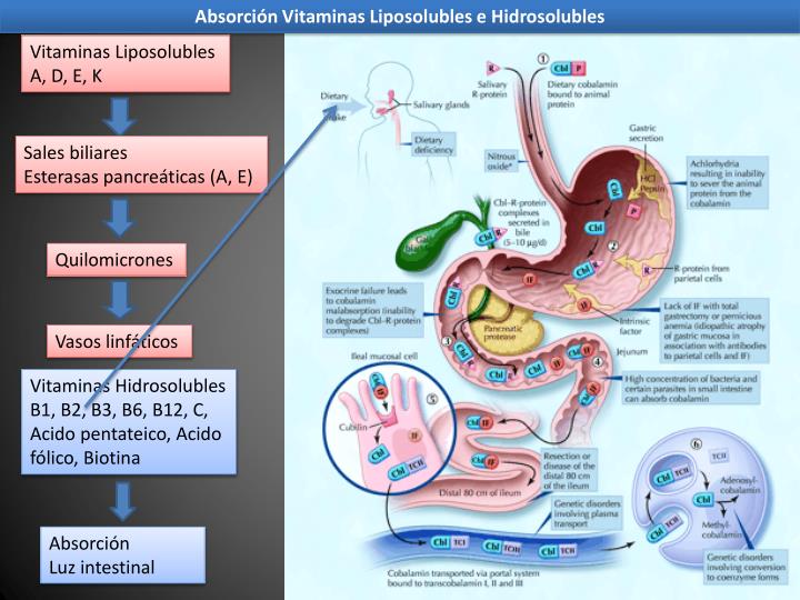 PPT - SÍNDROME DE ABSORCIÓN INTESTINAL DEFICIENTE (SAID) PowerPoint ...