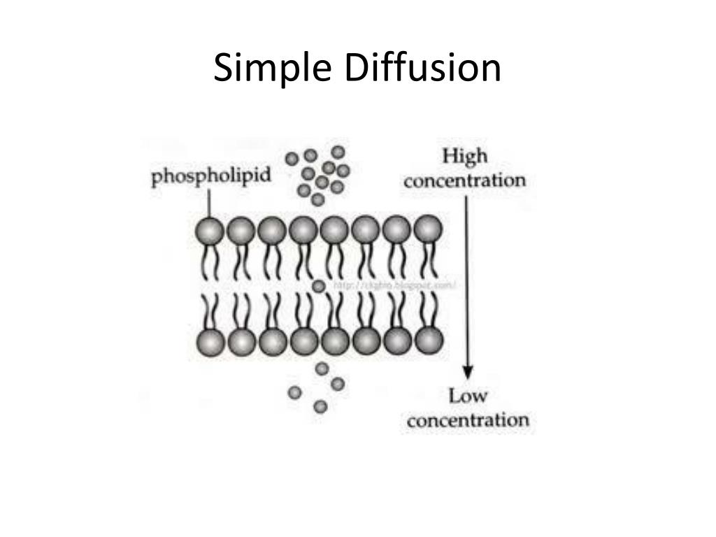 PPT - Cell Transport PowerPoint Presentation, free download - ID:2087919