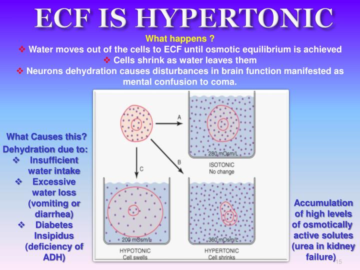 PPT - BODY FLUID COMPARTMENT AND FLUID BALANCE PowerPoint Presentation ...