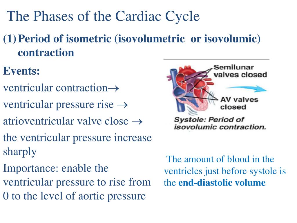 PPT - The Phases of the Cardiac Cycle Period of isometric ...