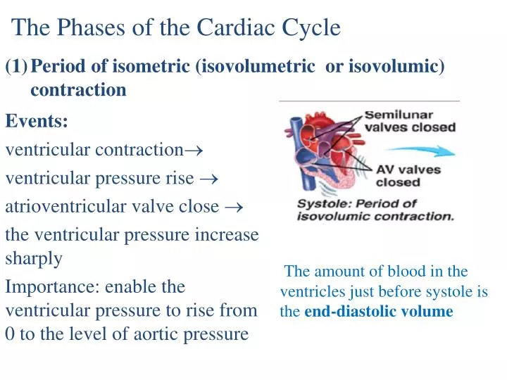 PPT - The Phases of the Cardiac Cycle Period of isometric ...