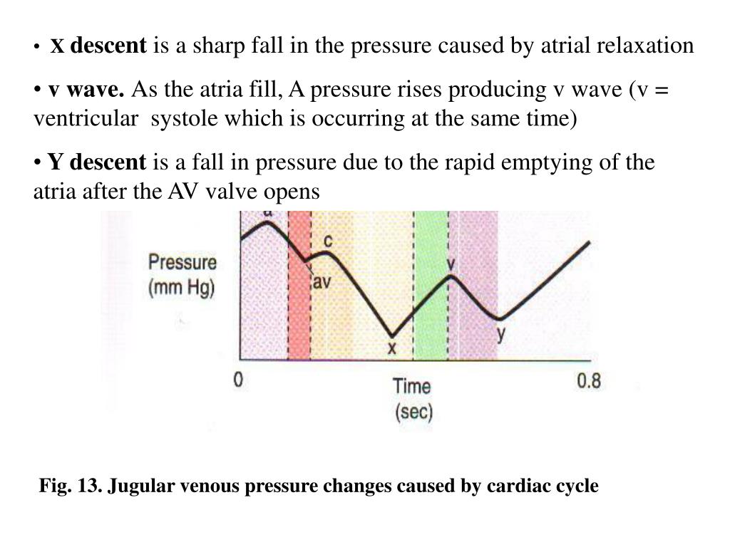 PPT - The Phases of the Cardiac Cycle Period of isometric ...