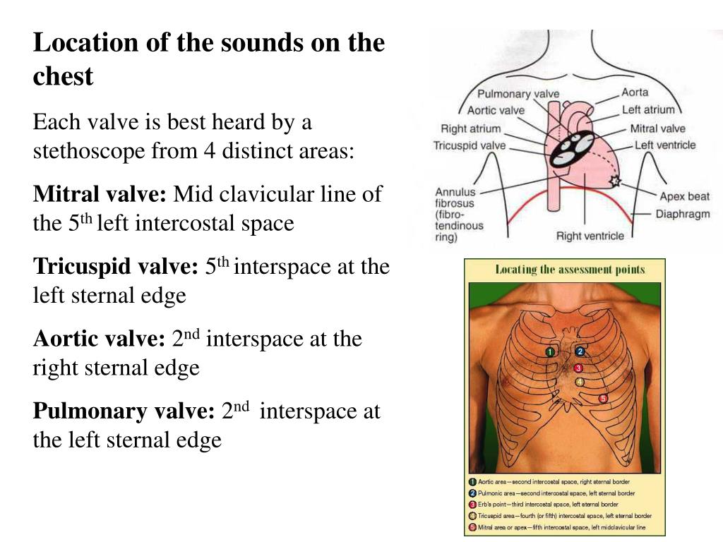 PPT - The Phases of the Cardiac Cycle Period of isometric ...