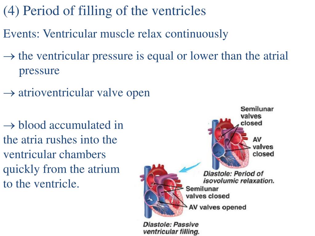PPT - The Phases of the Cardiac Cycle Period of isometric ...