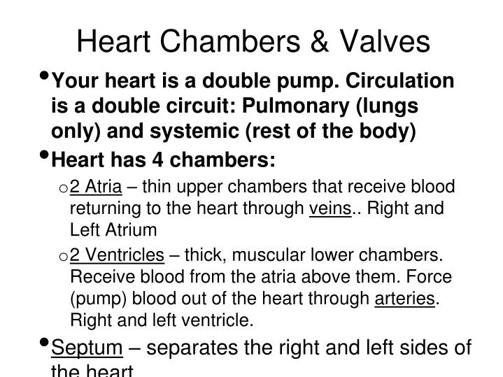 PPT - Circulatory System PowerPoint Presentation - ID:2088071