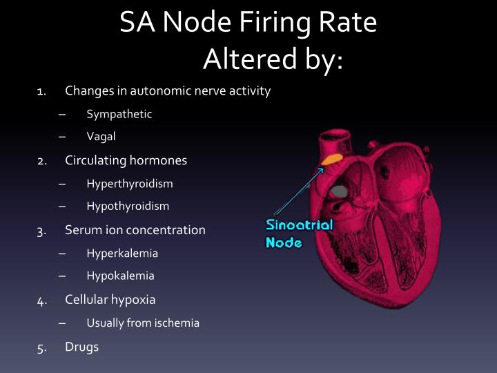 PPT - Frog Heart Muscle PowerPoint Presentation - ID:2088117