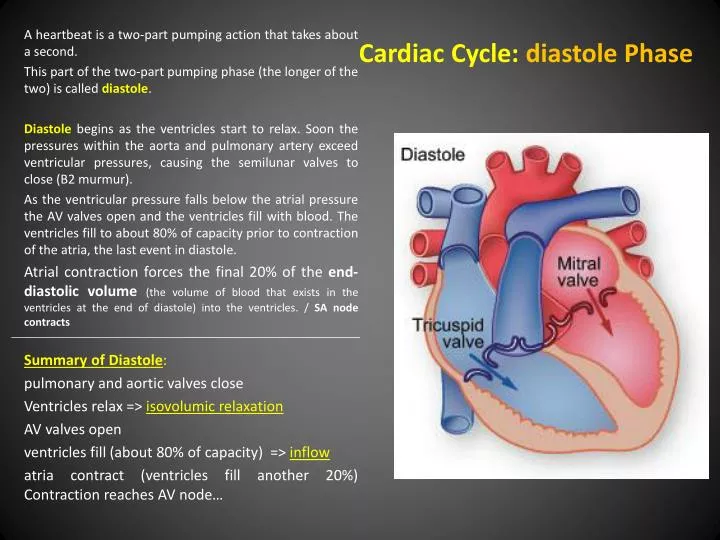 PPT - Cardiac Cycle: diastole Phase PowerPoint Presentation, free ...