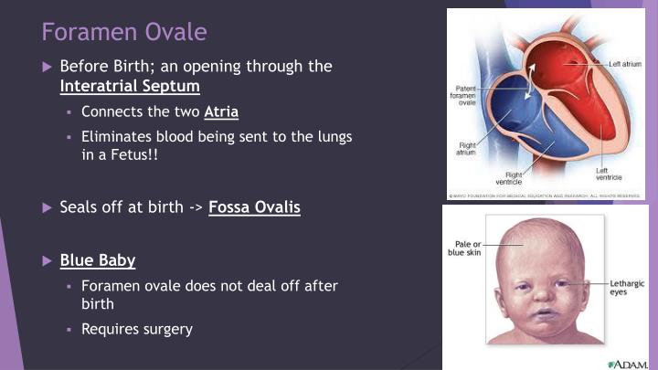 PPT - Pulmonary Circulation PowerPoint Presentation - ID:2088231