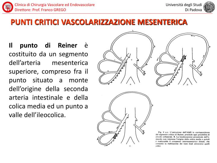 PPT - PATOLOGIA ARTERIE VISCERALI: ISCHEMIA INTESTINALE PowerPoint ...