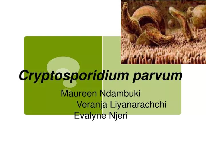 PPT - Cryptosporidium parvum PowerPoint Presentation, free download ...