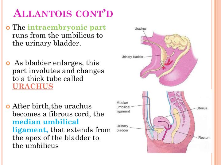 PPT - Fetal Membranes PowerPoint Presentation - ID:2090331