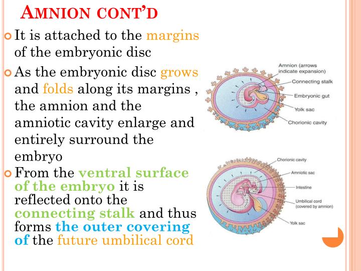 PPT - Fetal Membranes PowerPoint Presentation - ID:2090331