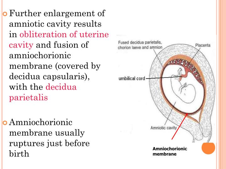 PPT - Fetal Membranes PowerPoint Presentation - ID:2090331