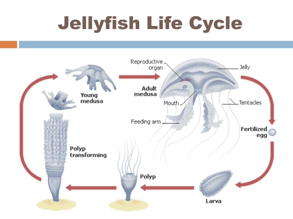 PPT - Diversity of Living Things Chapter 4 Invertebrate Animals ...