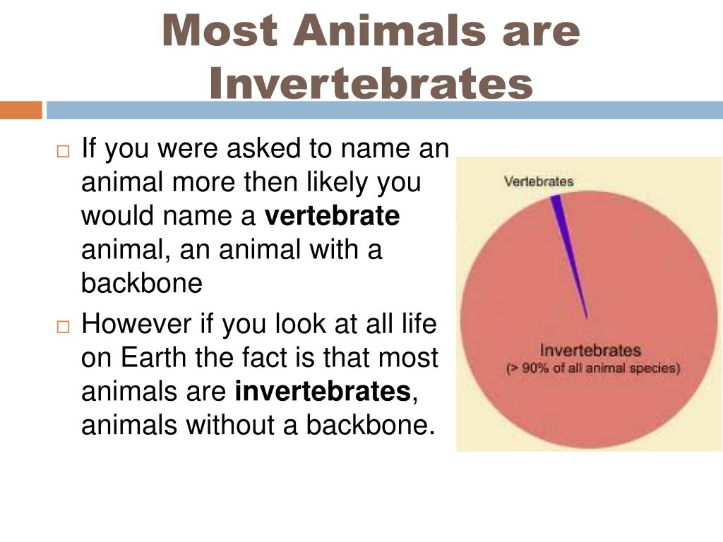 PPT - Diversity of Living Things Chapter 4 Invertebrate Animals ...
