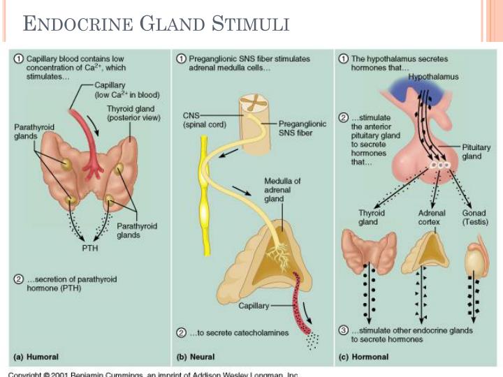 PPT - Chapter 9 – Endocrine System PowerPoint Presentation - ID:2090348