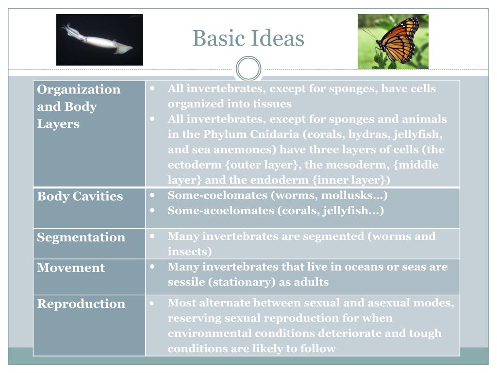 PPT - Biology ISP: The Animal Kingdom; Invertebrates PowerPoint ...