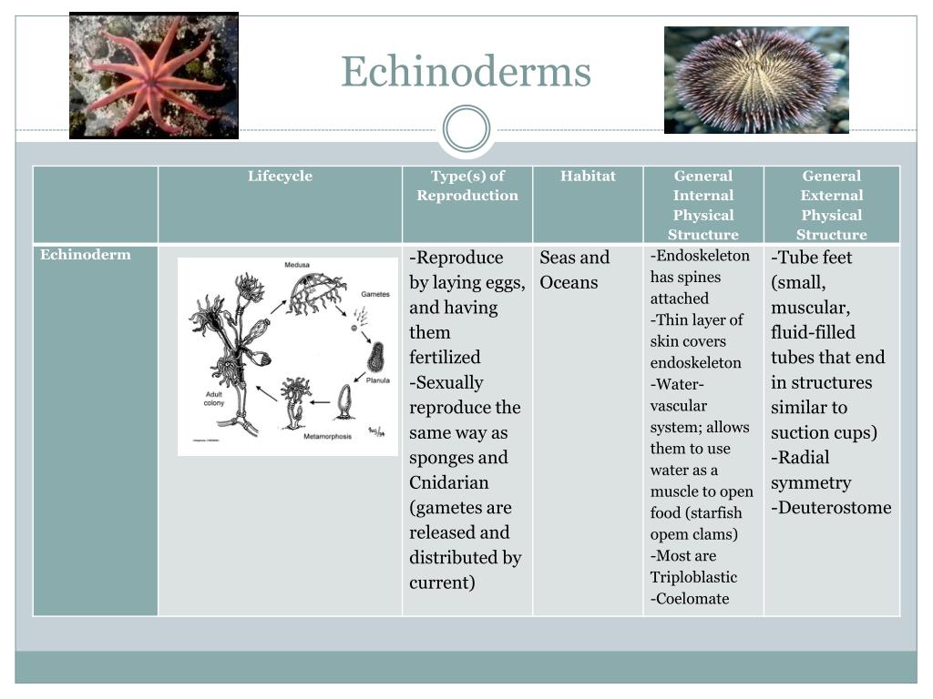 PPT - Biology ISP: The Animal Kingdom; Invertebrates PowerPoint ...