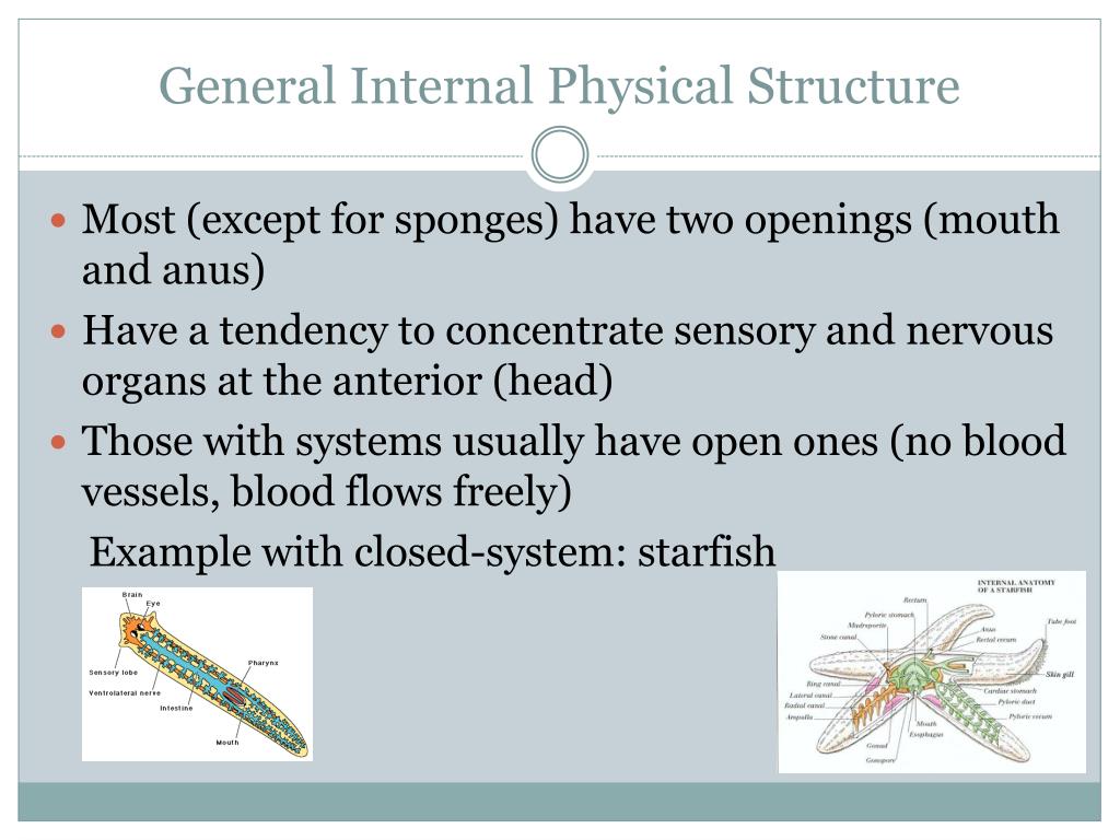 PPT - Biology ISP: The Animal Kingdom; Invertebrates PowerPoint ...