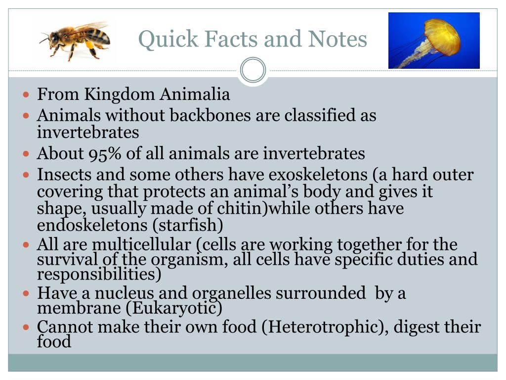 PPT - Biology ISP: The Animal Kingdom; Invertebrates PowerPoint ...