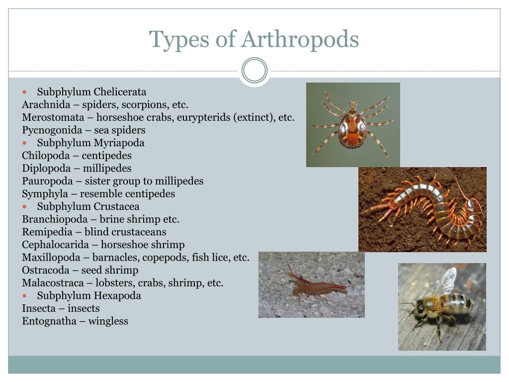 PPT - Biology ISP: The Animal Kingdom; Invertebrates PowerPoint ...