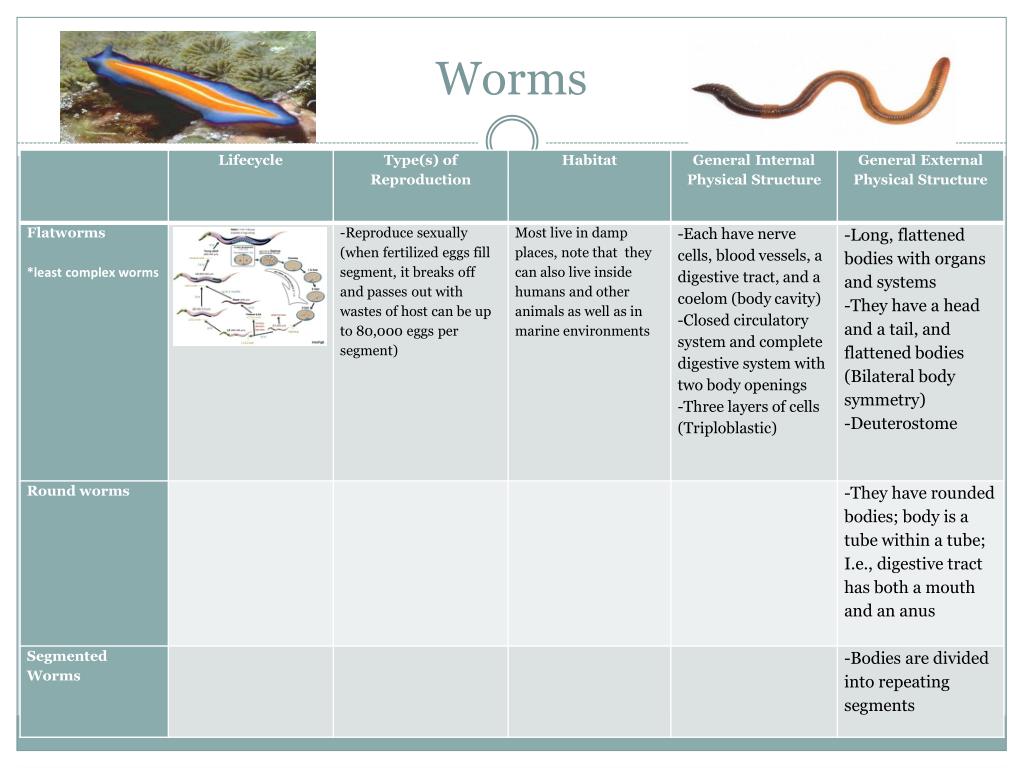 PPT - Biology ISP: The Animal Kingdom; Invertebrates PowerPoint ...