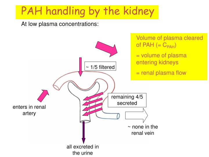 PPT - Renal clearance PowerPoint Presentation - ID:2090654