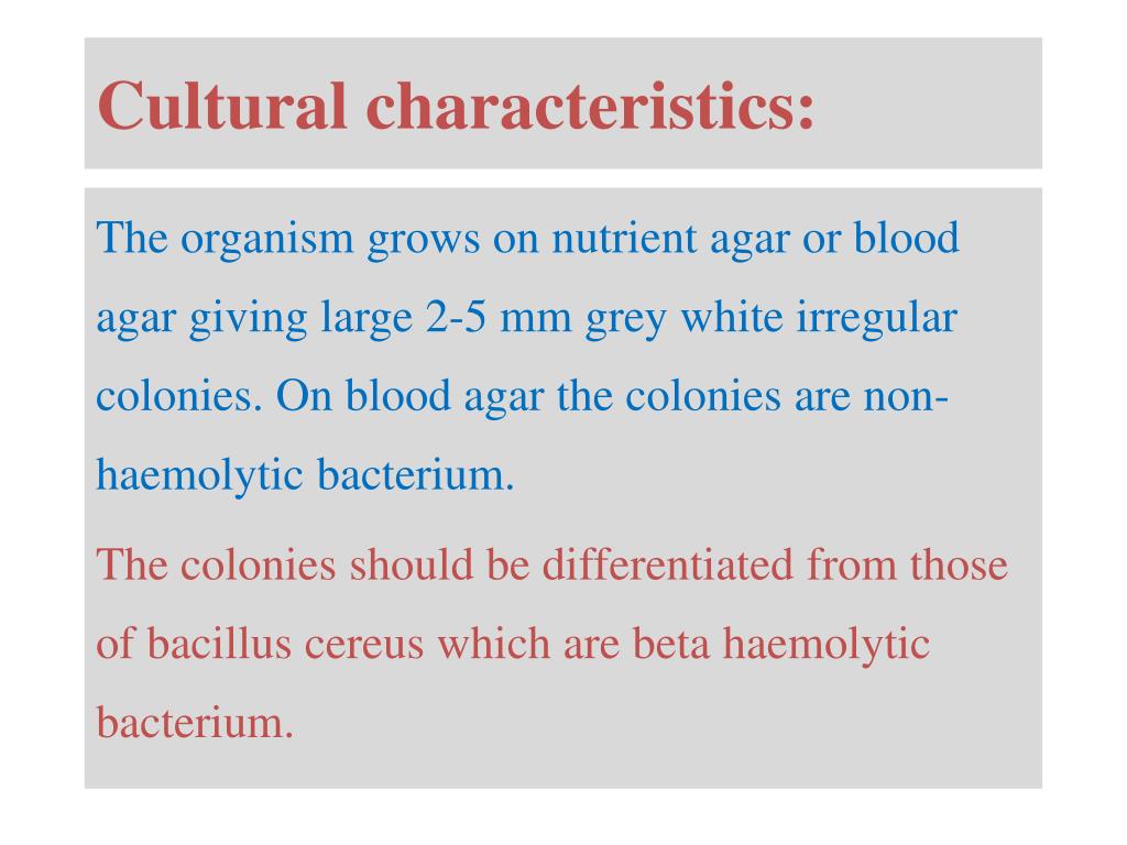 PPT - The Gram’s positive spore former aerobic bacilli The genus ...