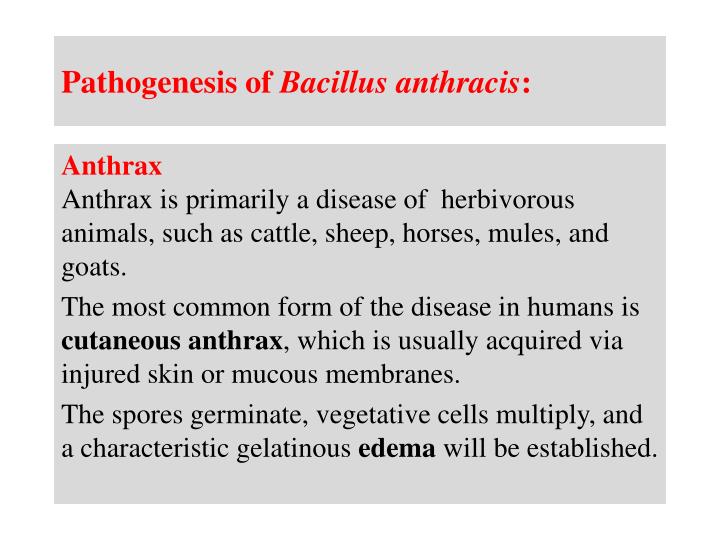 PPT - The Gram’s positive spore former aerobic bacilli The genus ...